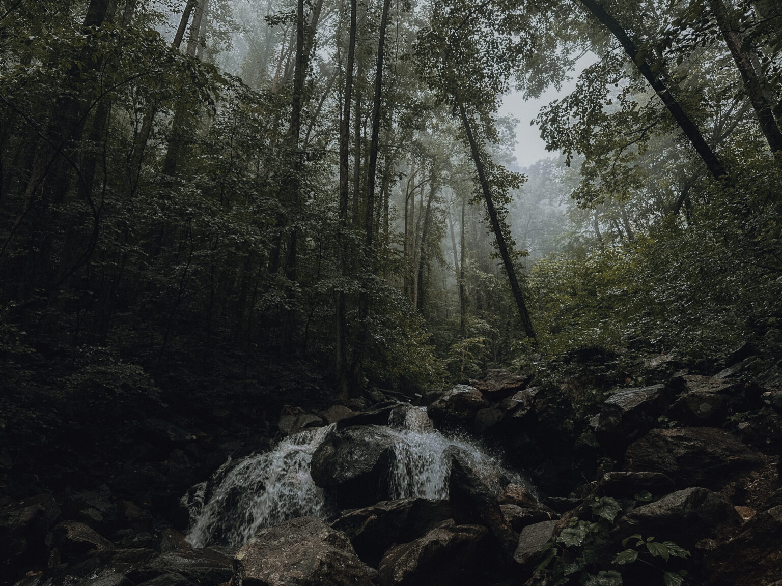 An Enchanting Elopement at Amicalola Falls State Park ...